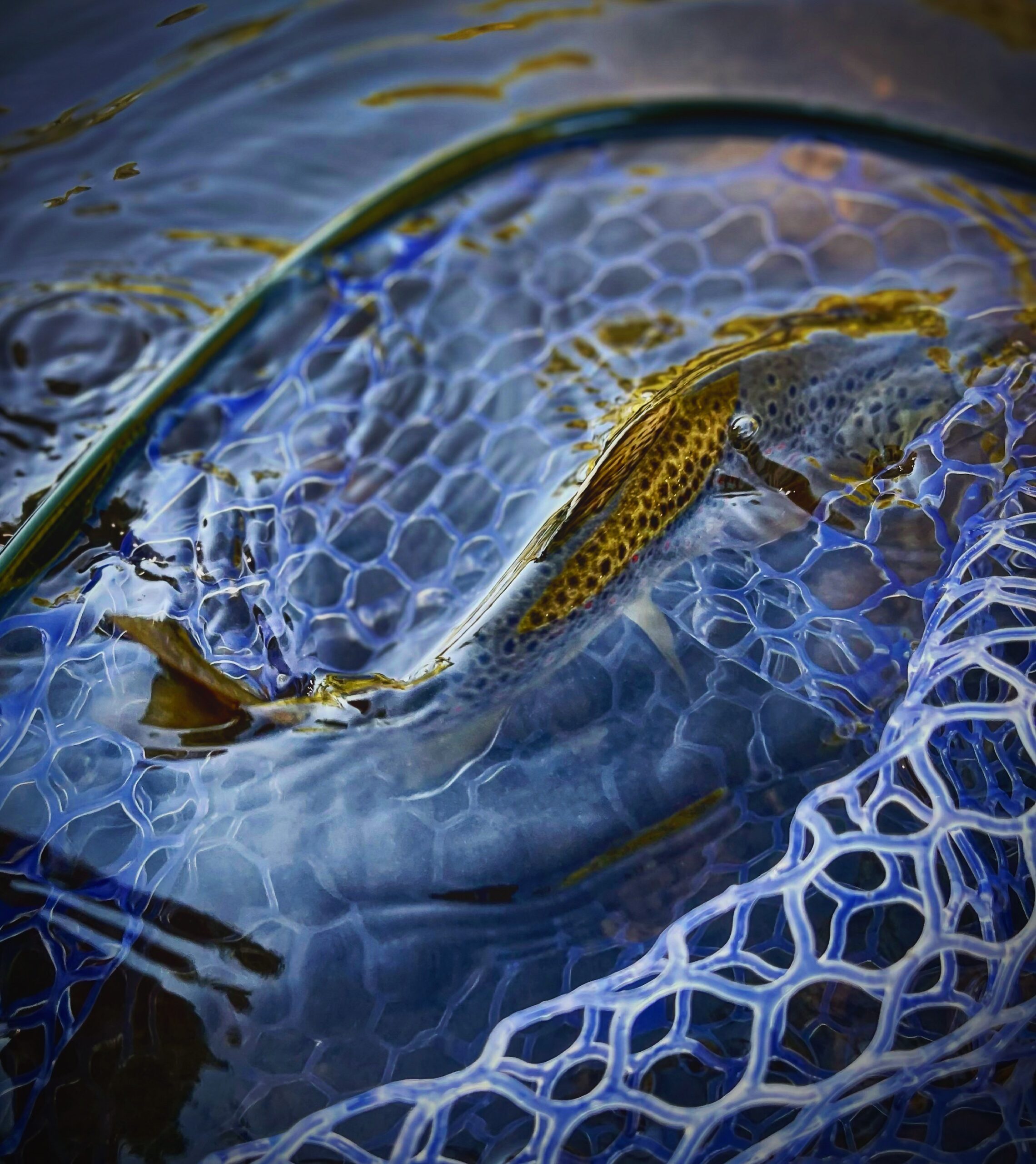 Fishing the Blue Wing Olive Hatch ~ Living Water Guides