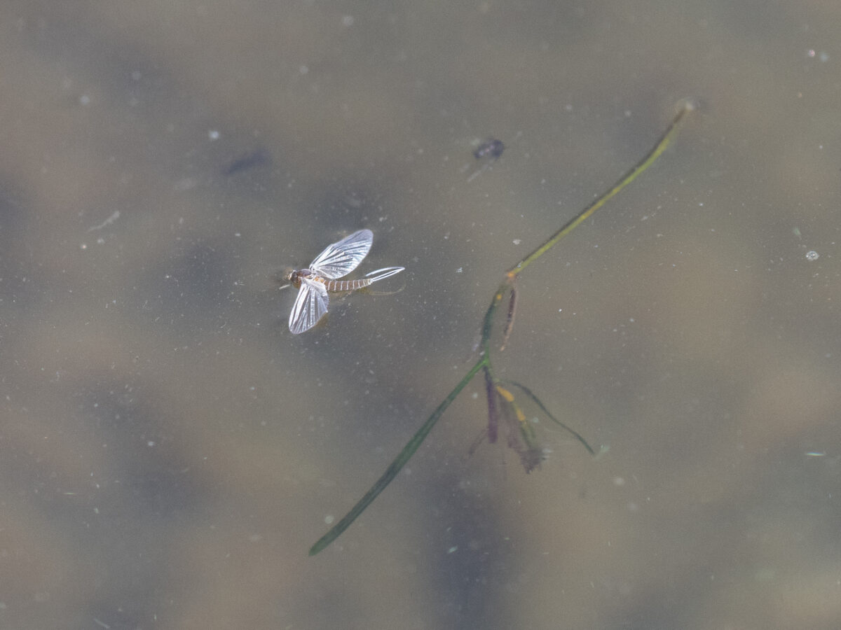 Blue Wing Olive Hatch | Missouri River Fly Fishing Guides