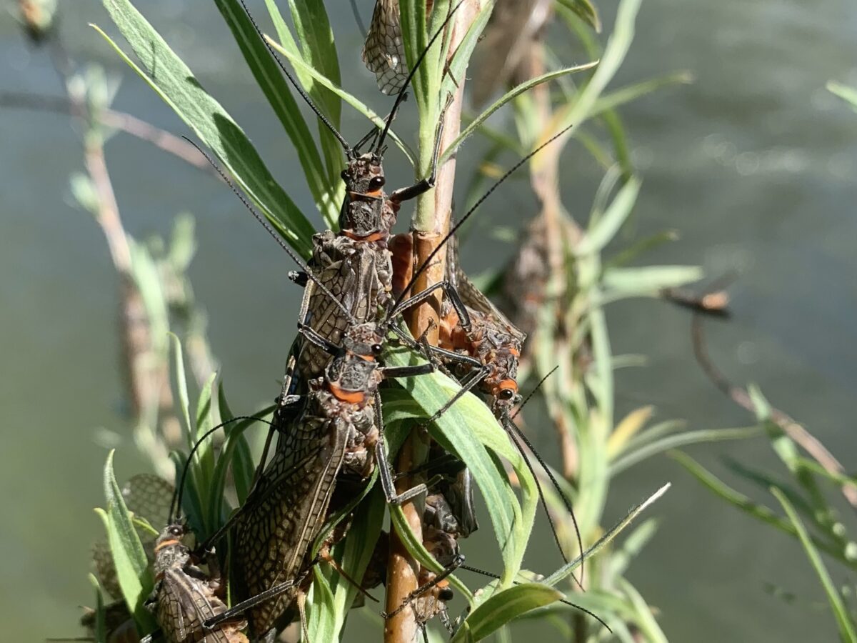 Fishing the Salmon Fly Hatch ~ Living Water Guides