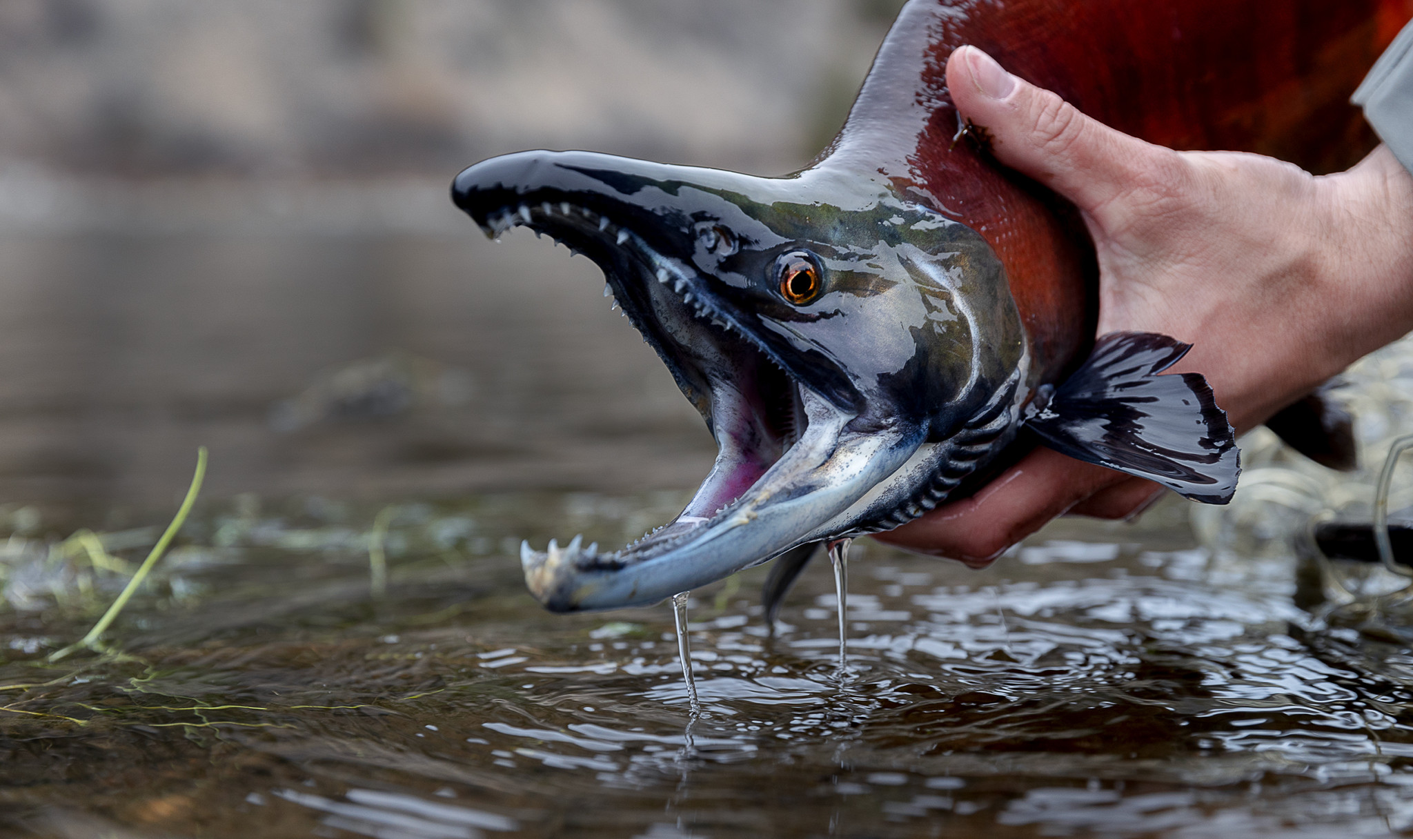 Fly Fishing the Land of the Giants