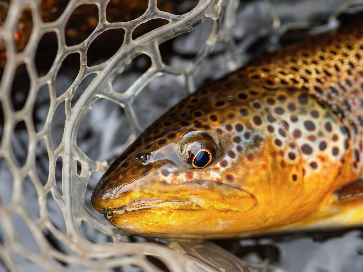 Montana Trout species