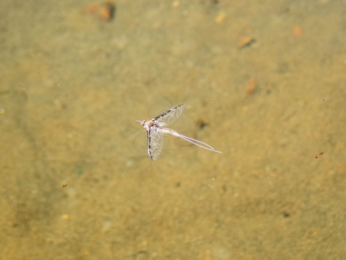 The Rusty Spinner Fly ~ Living Water Guides
