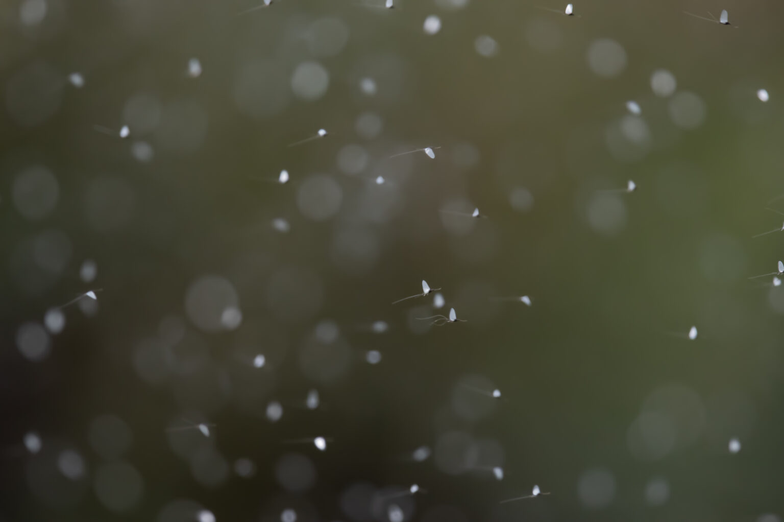 Trico Hatch on the Missouri River ~ Living Water Guides