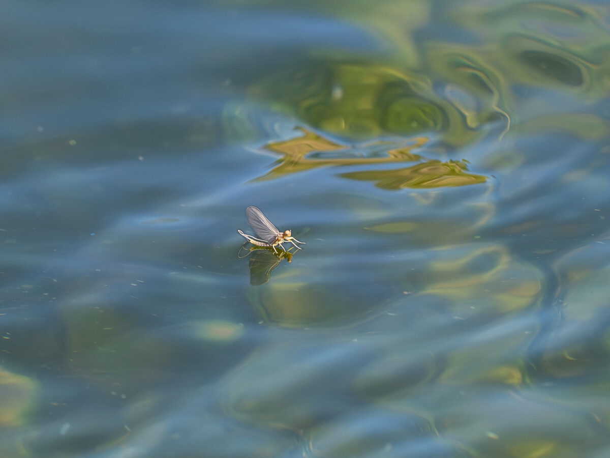 Fishing the Blue Wing Olive Hatch ~ Living Water Guides
