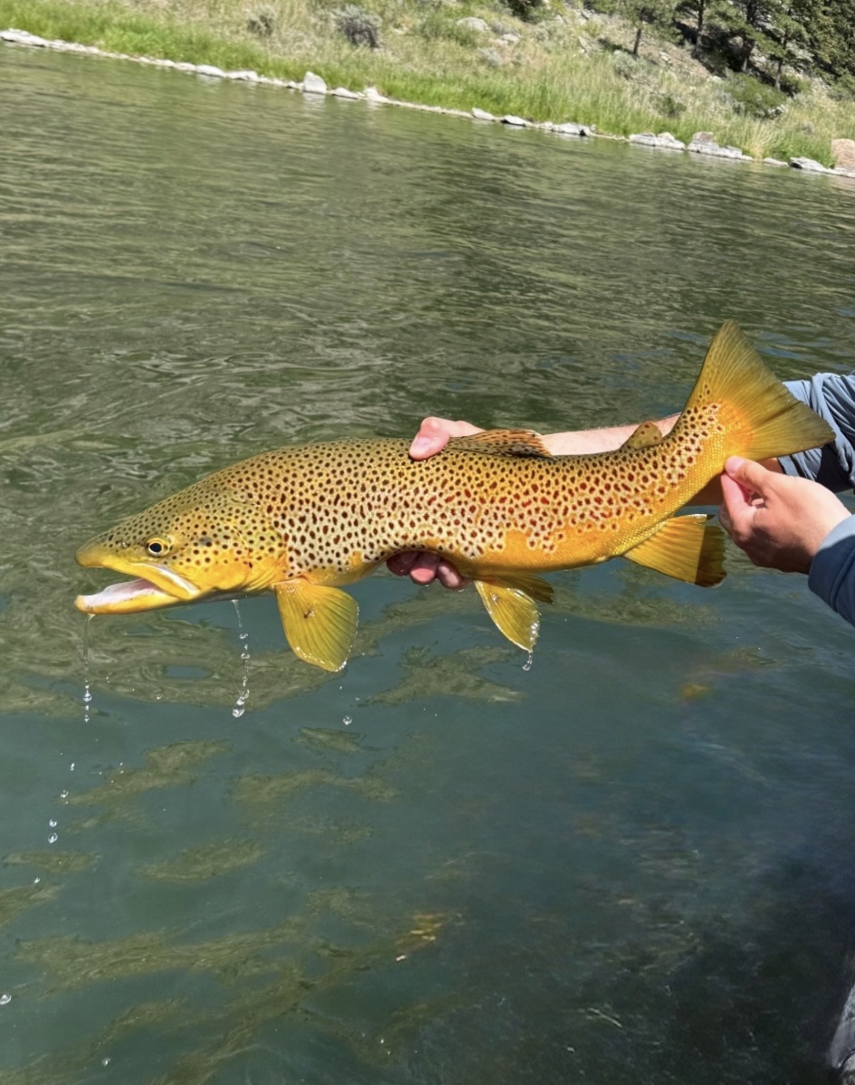 Missouri River Fishing Report – August ~ Living Water Guides