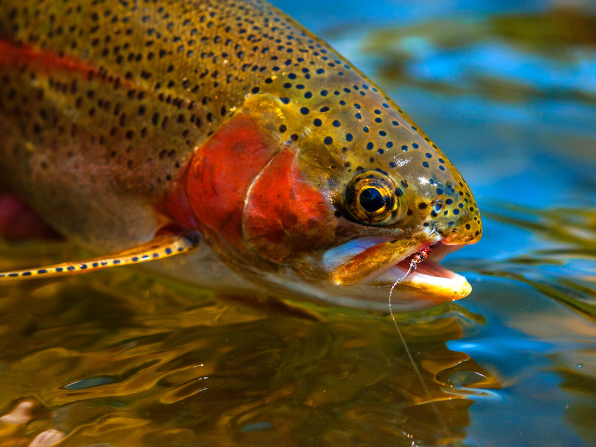Best Flies for Fishing Montana ~ Living Water Guide Service