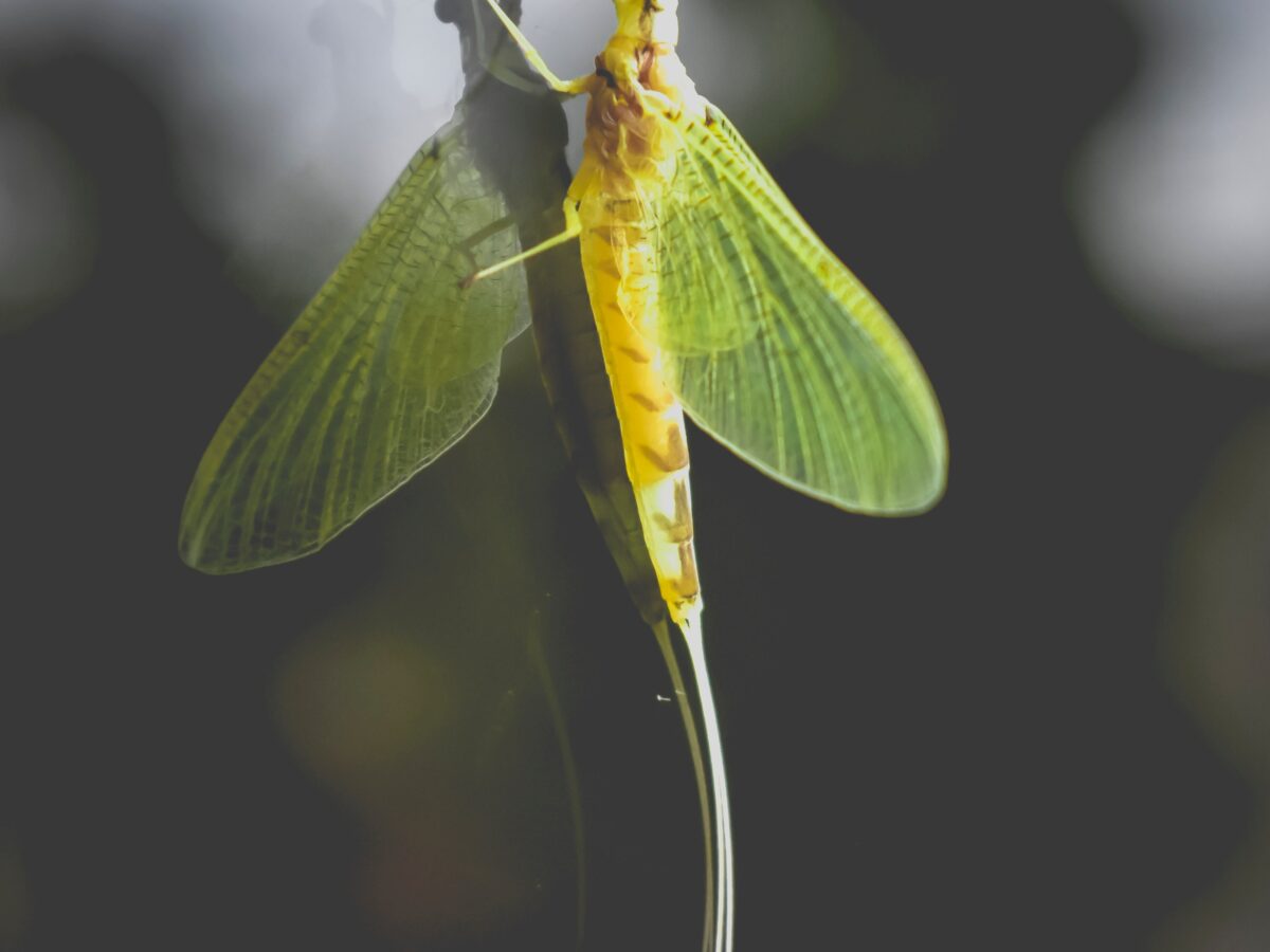 Pale Morning Dun Hatch ~ Living Water Fly Fishing