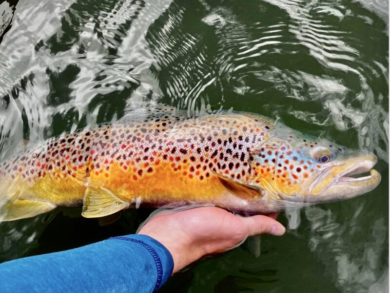 Tips / Tricks / Fishing Reports ~ Living Water Fly Fishing