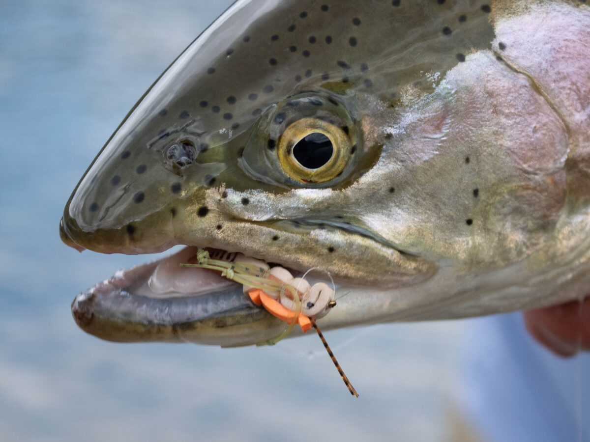 Best Time to Fly Fish the Missouri ~ Living Water Guides