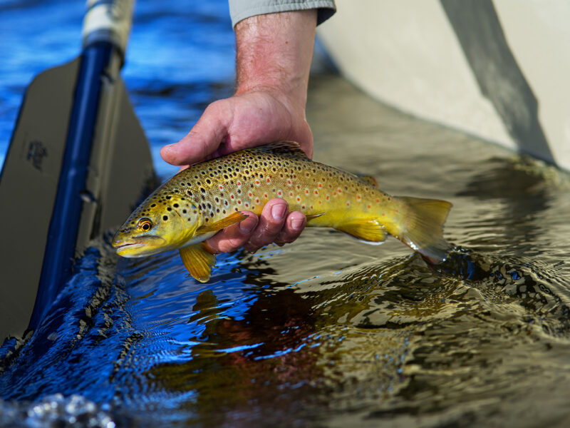 Fishing the Blue Wing Olive Hatch ~ Living Water Guides | Missouri ...