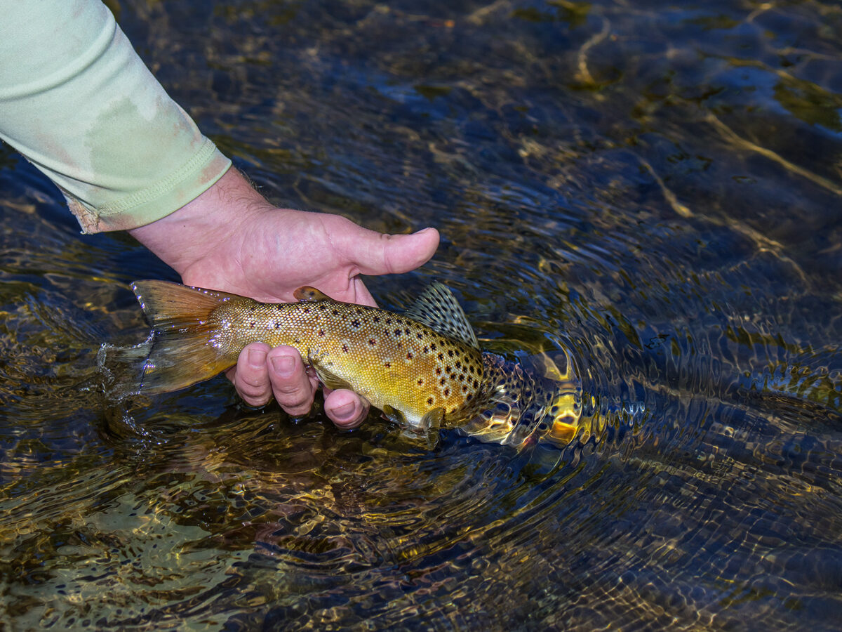 Sow Bugs Below Holter Dam ~ Living Water Guides