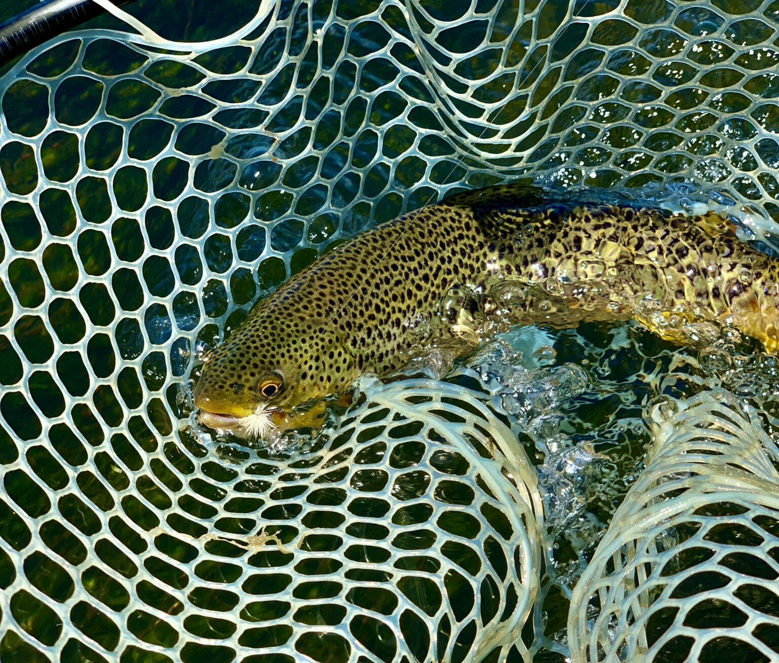 Missouri River Caddis Hatch ~ Living Water Guide Service