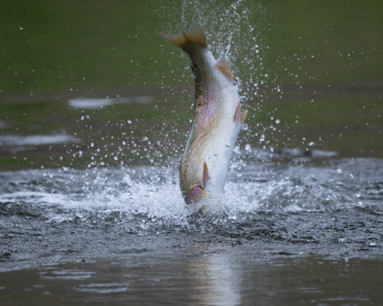 What are Hoot Owl Restrictions? ~ Living Water Guides