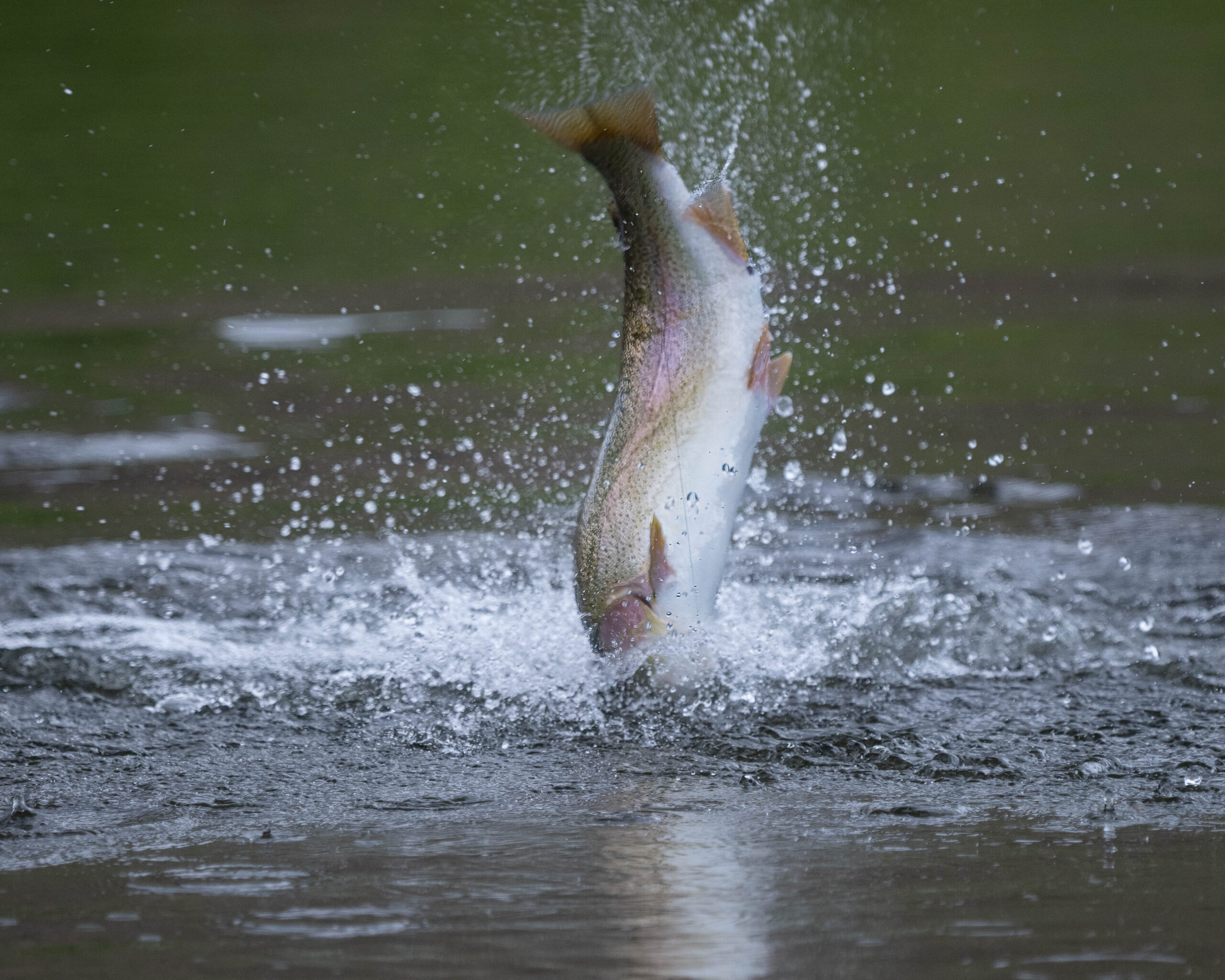Fishing Canyon Ferry Reservoir ~ Living Water Guides
