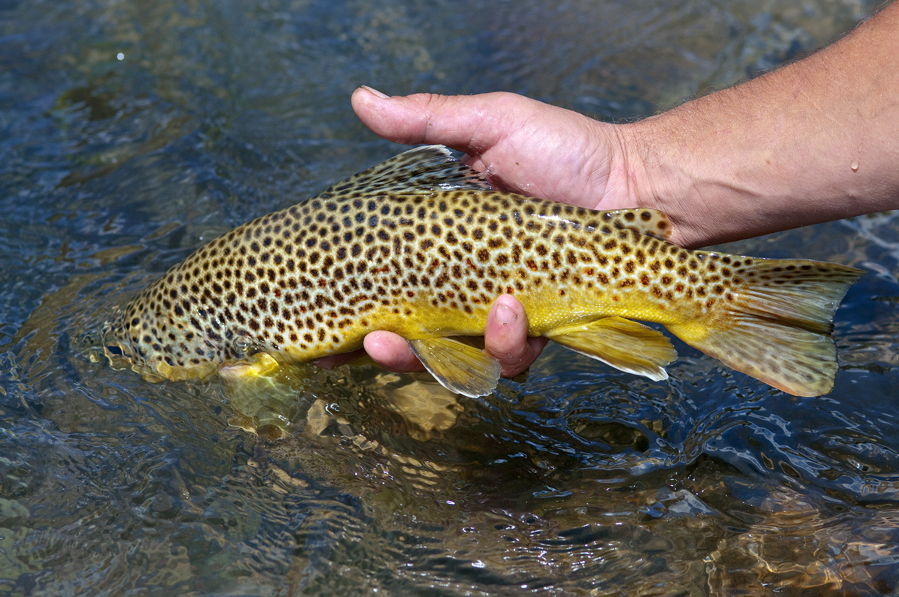 Mother's Day Caddis Hatch ~ Living Water Guide Service