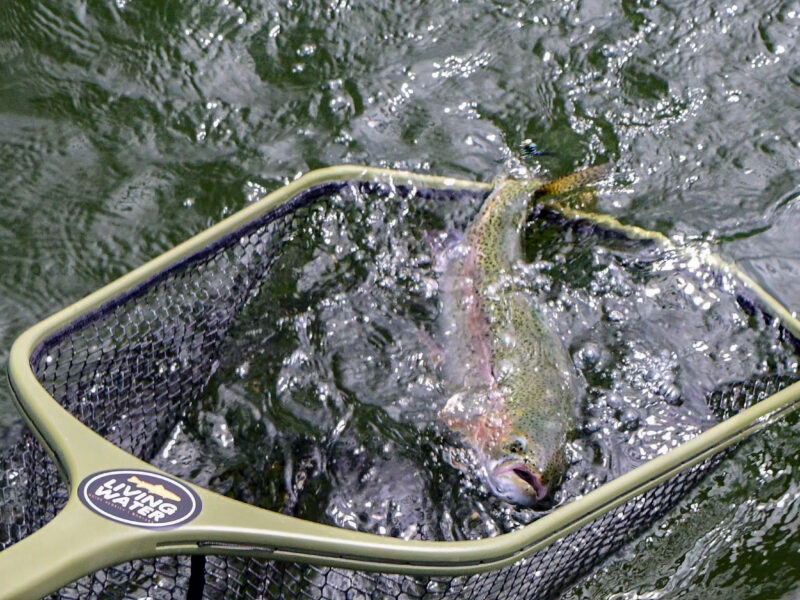 Trico Hatch on the Missouri River ~ Living Water Guides
